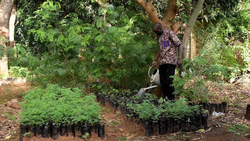 Sustainsahel - Production of two videos on ‘Establishing a forest ...