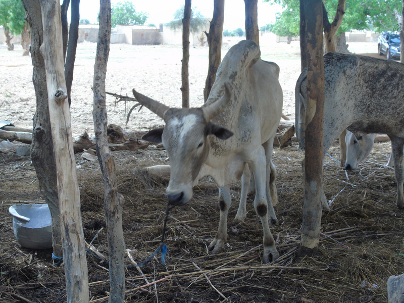Sustainsahel - Adoption of crop, tree, shrub and livestock systems ...