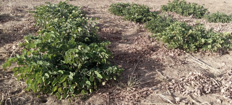 Sustainsahel - Effets de différentes densités de Piliostigma ...